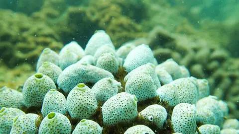 [Free] Blue Based Solutions