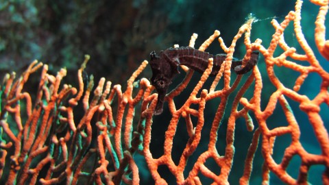 [Free] Iseahorse Trends: Finding & Monitoring Seahorse Populations