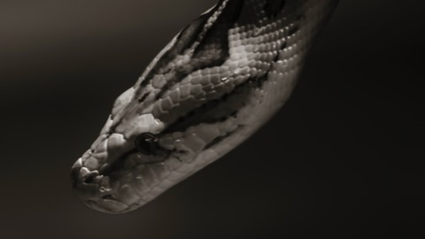 Practical Python - Coupon Scorpion