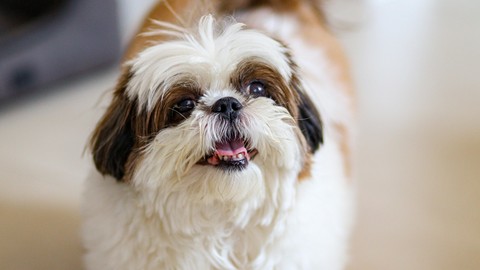 [Free] "Essential Shih Tzu Care: A Quick Guide"